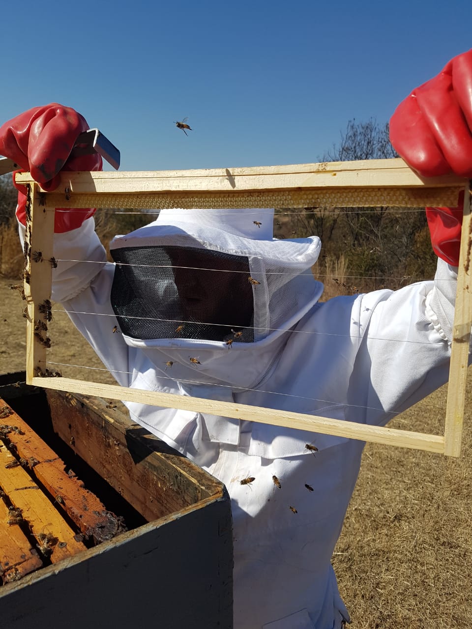 The Apiary Project – Promoting beekeeping in South Africa, dedicated to ...
